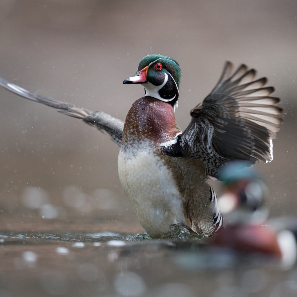 Duck Calling Tips - Buck Gardner Calls